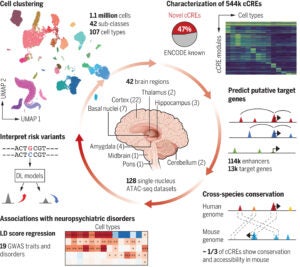 Detailed cell maps of the human brain bring new treatment possibilities ...