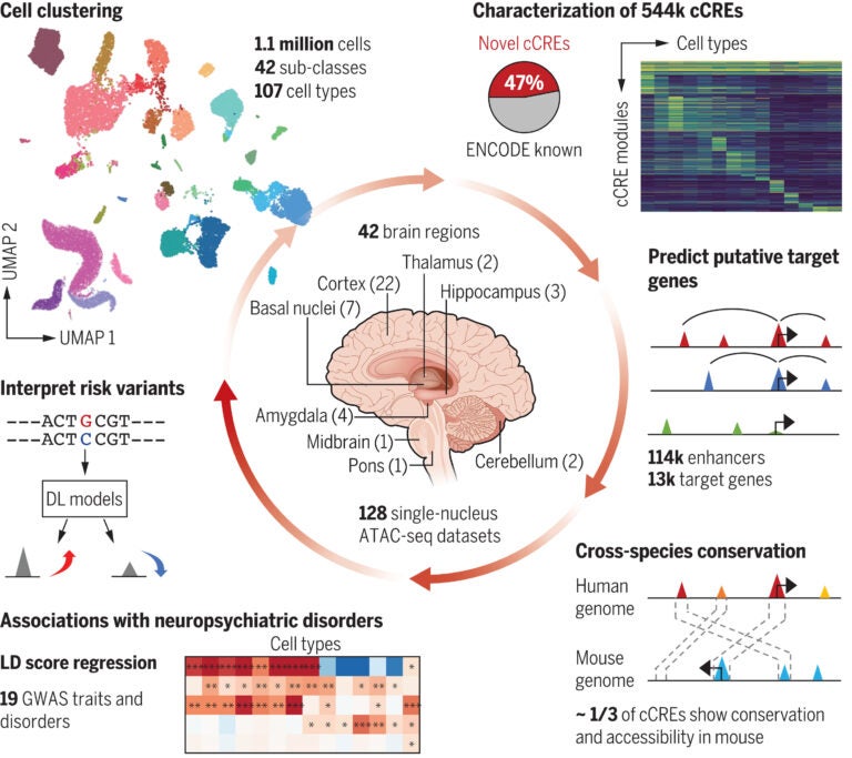 Detailed cell maps of the human brain bring new treatment possibilities ...